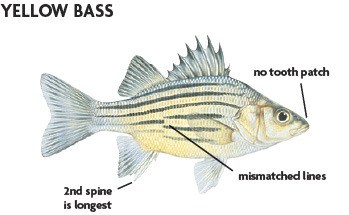 Essential Guide To Yellow Bass: Unique Traits & Habitats